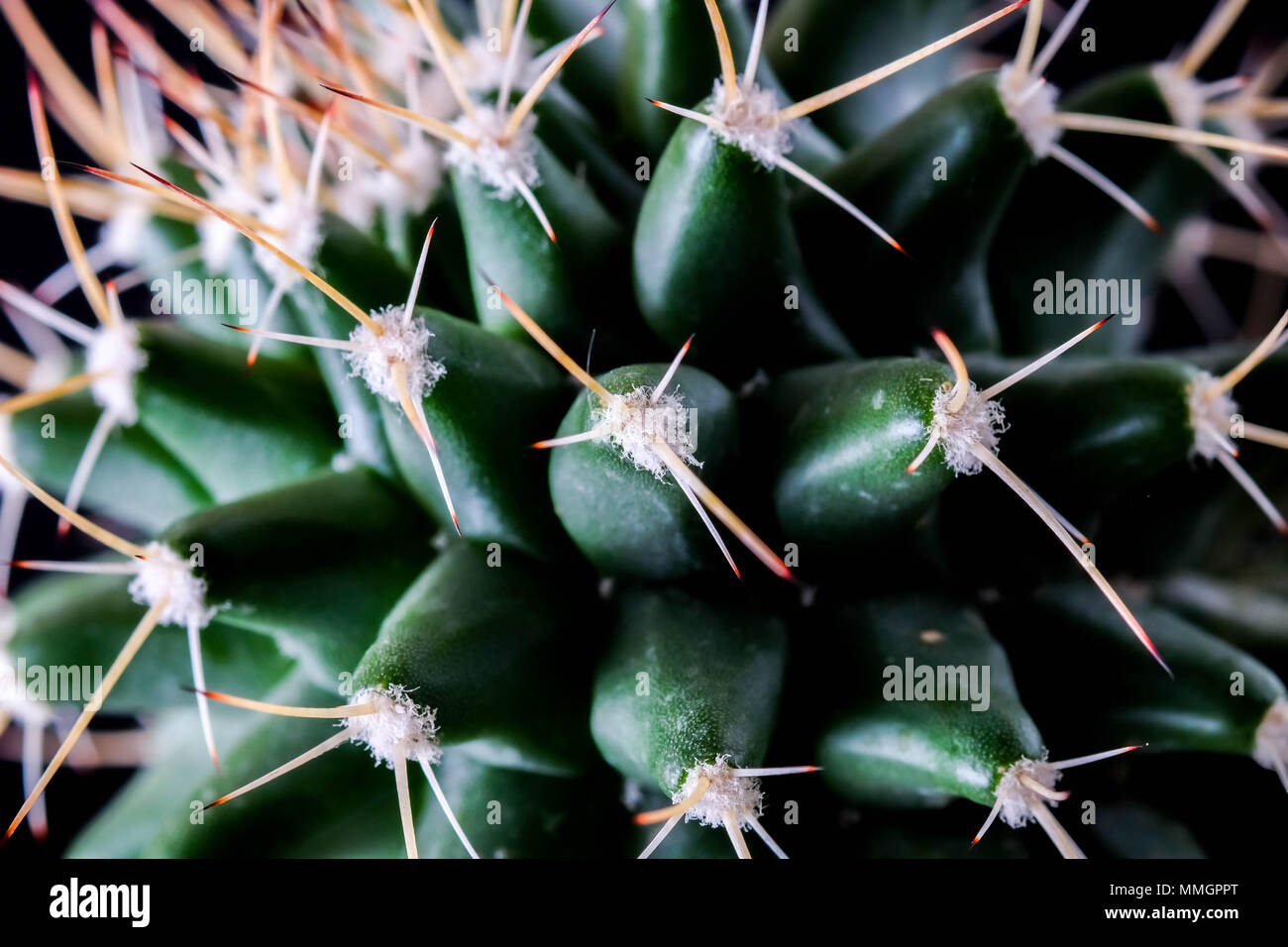 Texture of Cactus plant close-up on black background . soft focus Stock ...