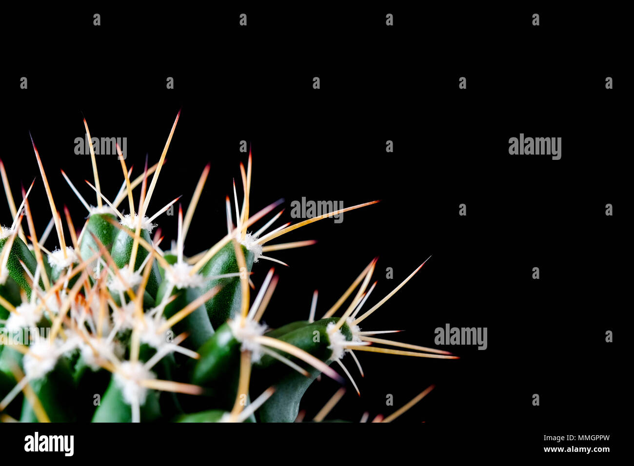 Texture of Cactus plant close-up on black background . soft focus Stock ...