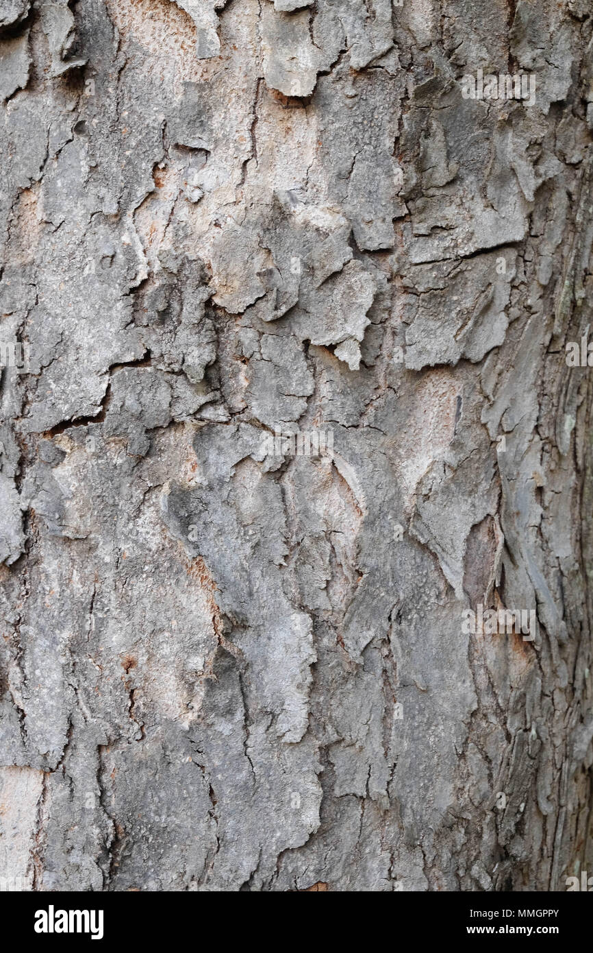 Tree bark wood texture background Stock Photo - Alamy
