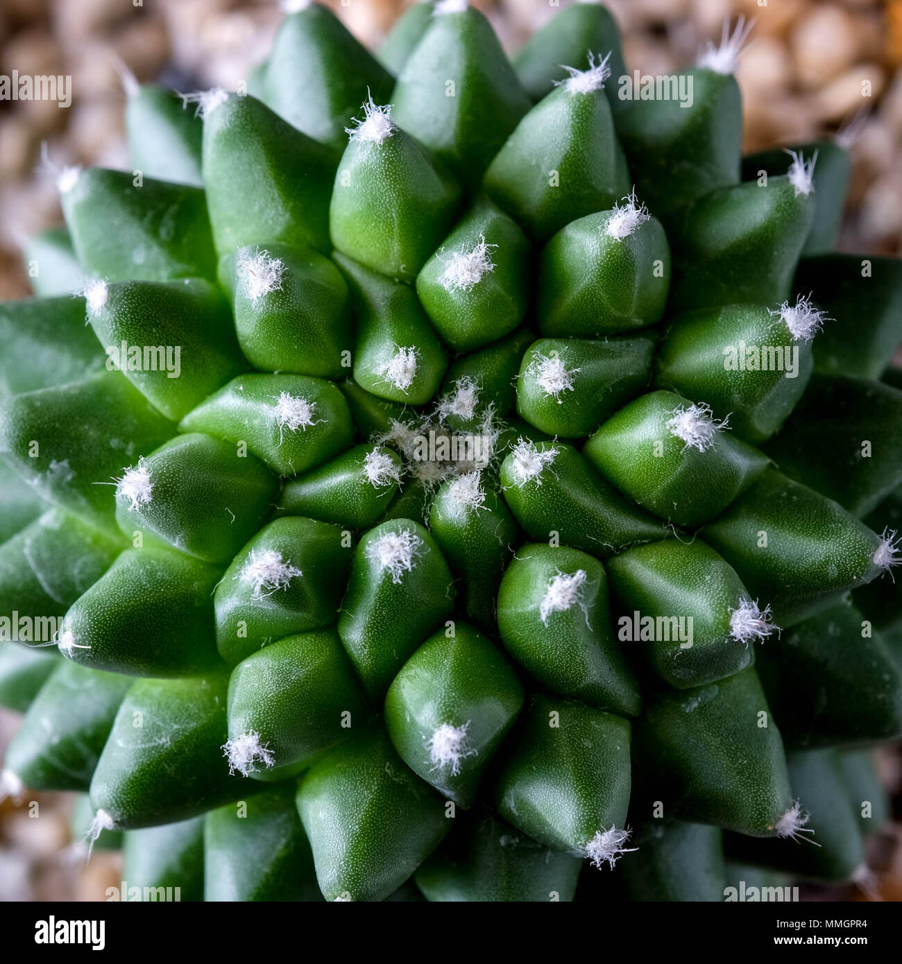 Texture of Cactus plant close-up on black background . soft focus Stock ...