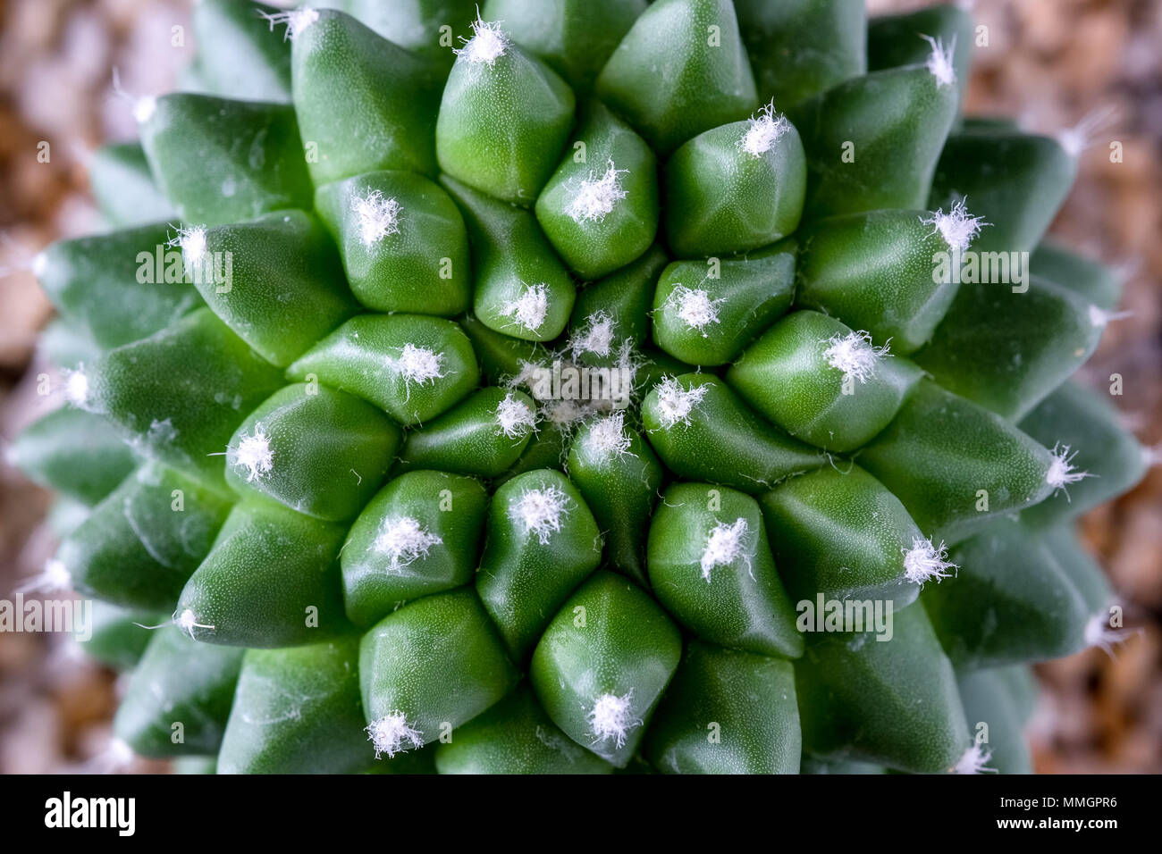 Texture of Cactus plant close-up on black background . soft focus Stock ...