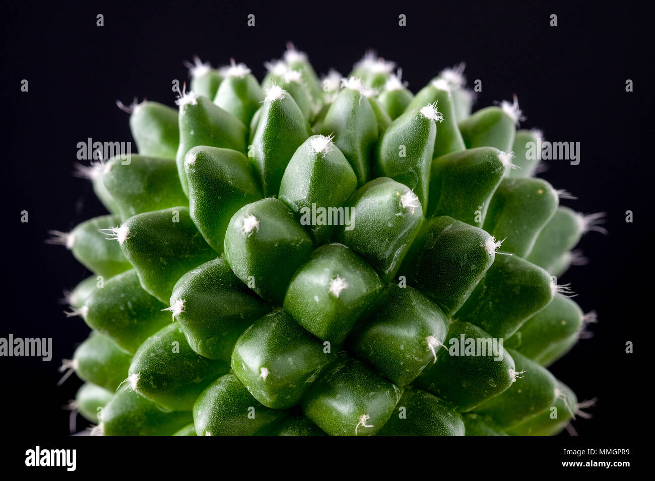 Texture of Cactus plant close-up on black background . soft focus Stock ...