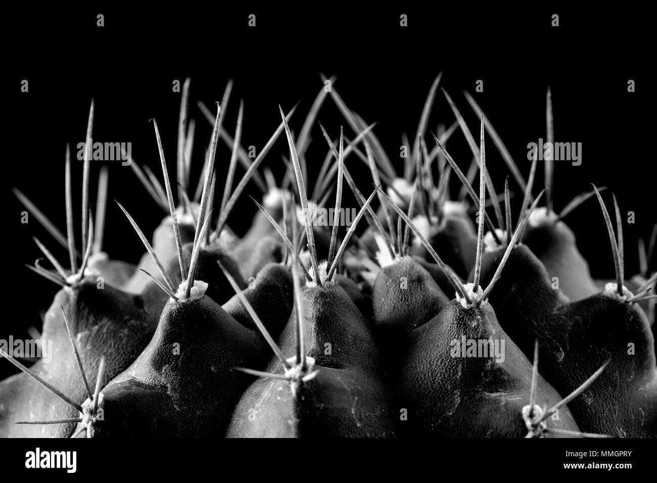 Texture of Cactus plant close-up on black background . soft focus Stock ...