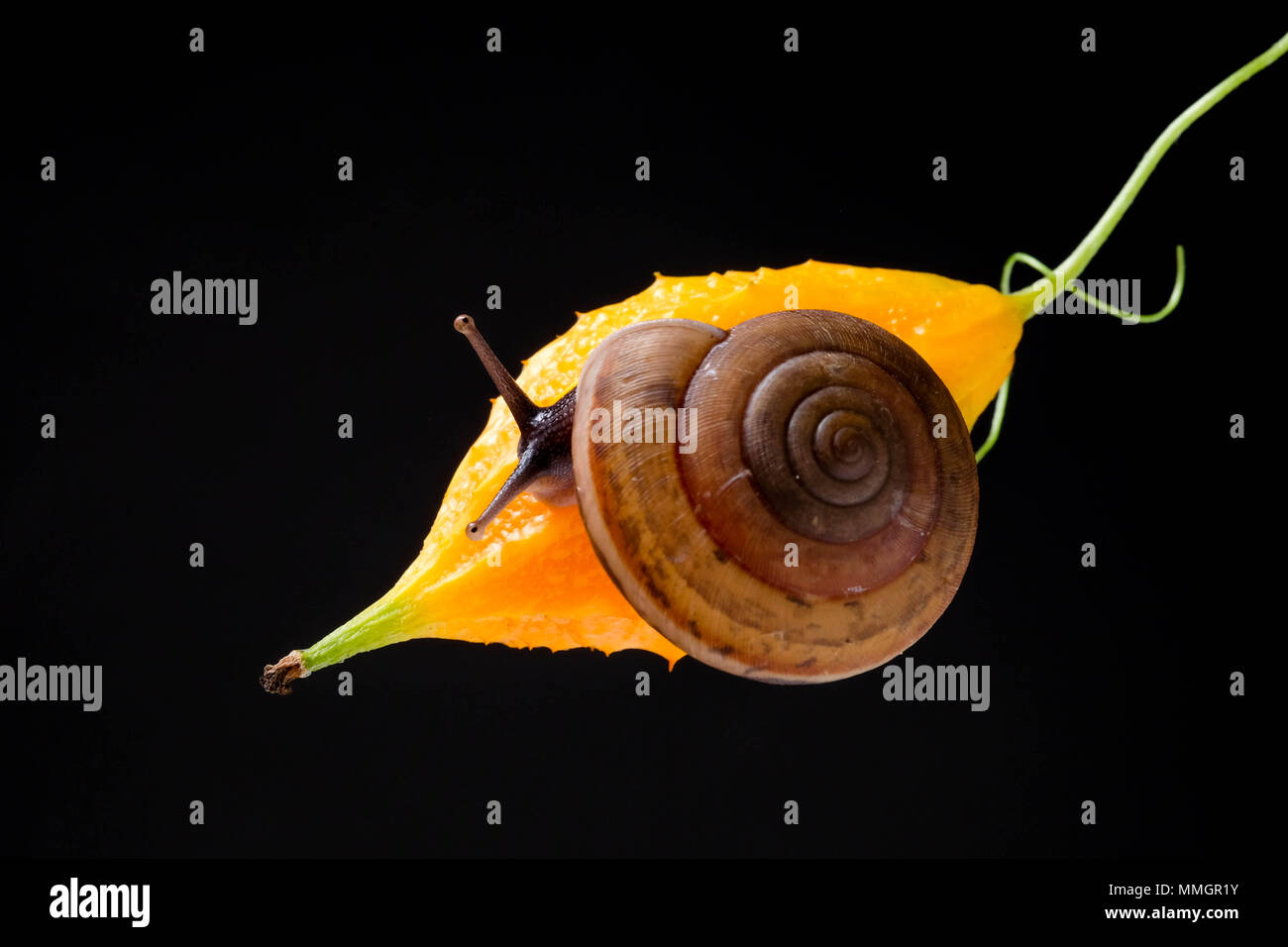 Snail isolated on black background Stock Photo - Alamy