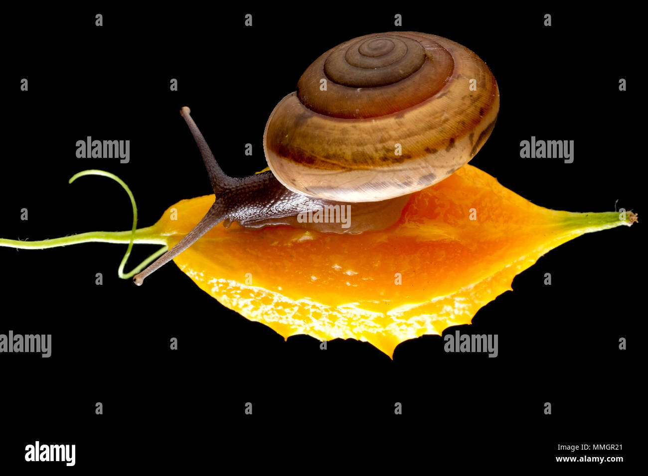 Snail isolated on black background Stock Photo - Alamy