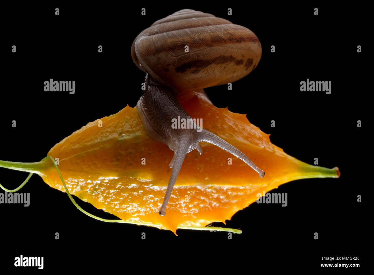 Black forest snail hi-res stock photography and images - Alamy