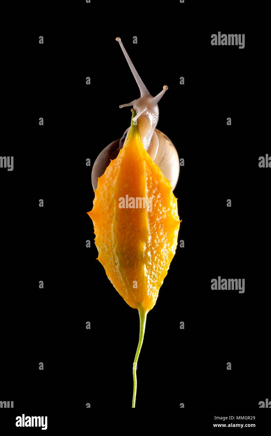 Snail isolated on black background Stock Photo - Alamy