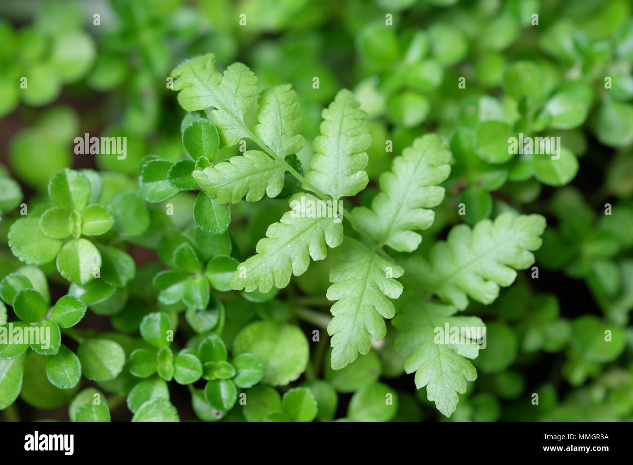 Natural green plants background or wallpaper. nature view of green leaf ...