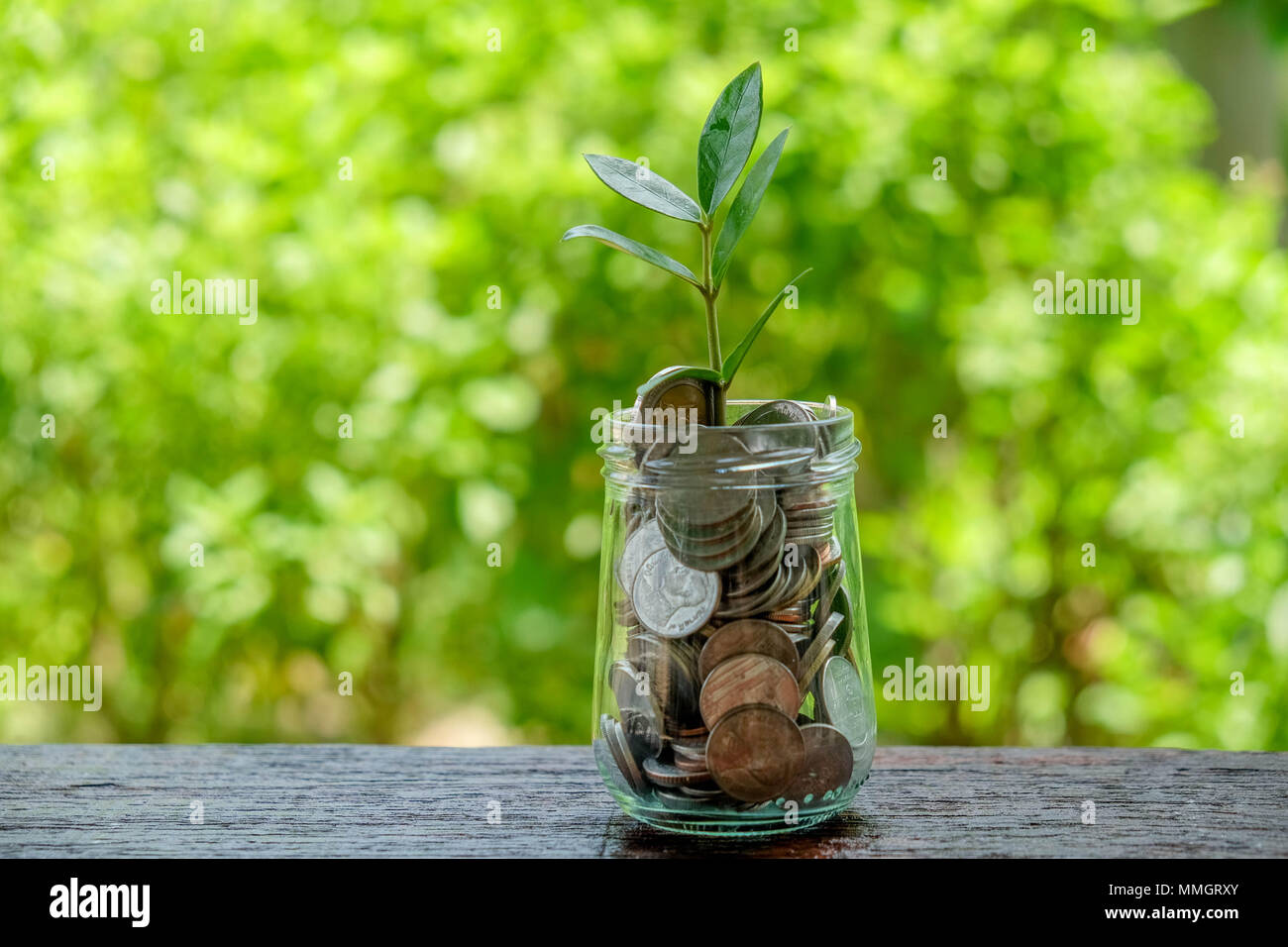 Money growth concept plant growing out of coins Stock Photo - Alamy