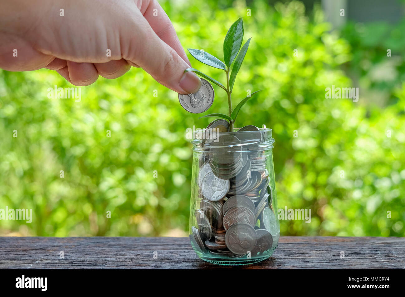 Money growth concept plant growing out of coins Stock Photo - Alamy
