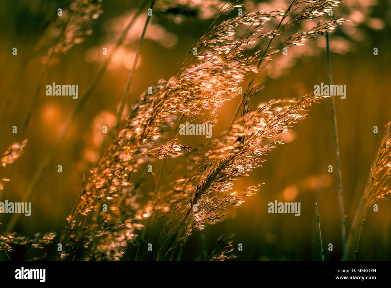 Swaying grasses hi-res stock photography and images - Alamy