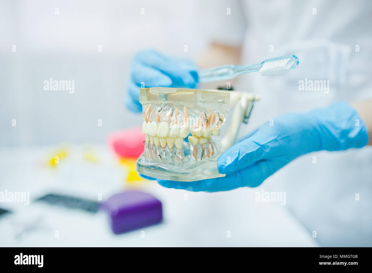 Tooth jaw at hands of dentist with toothbrush Stock Photo - Alamy