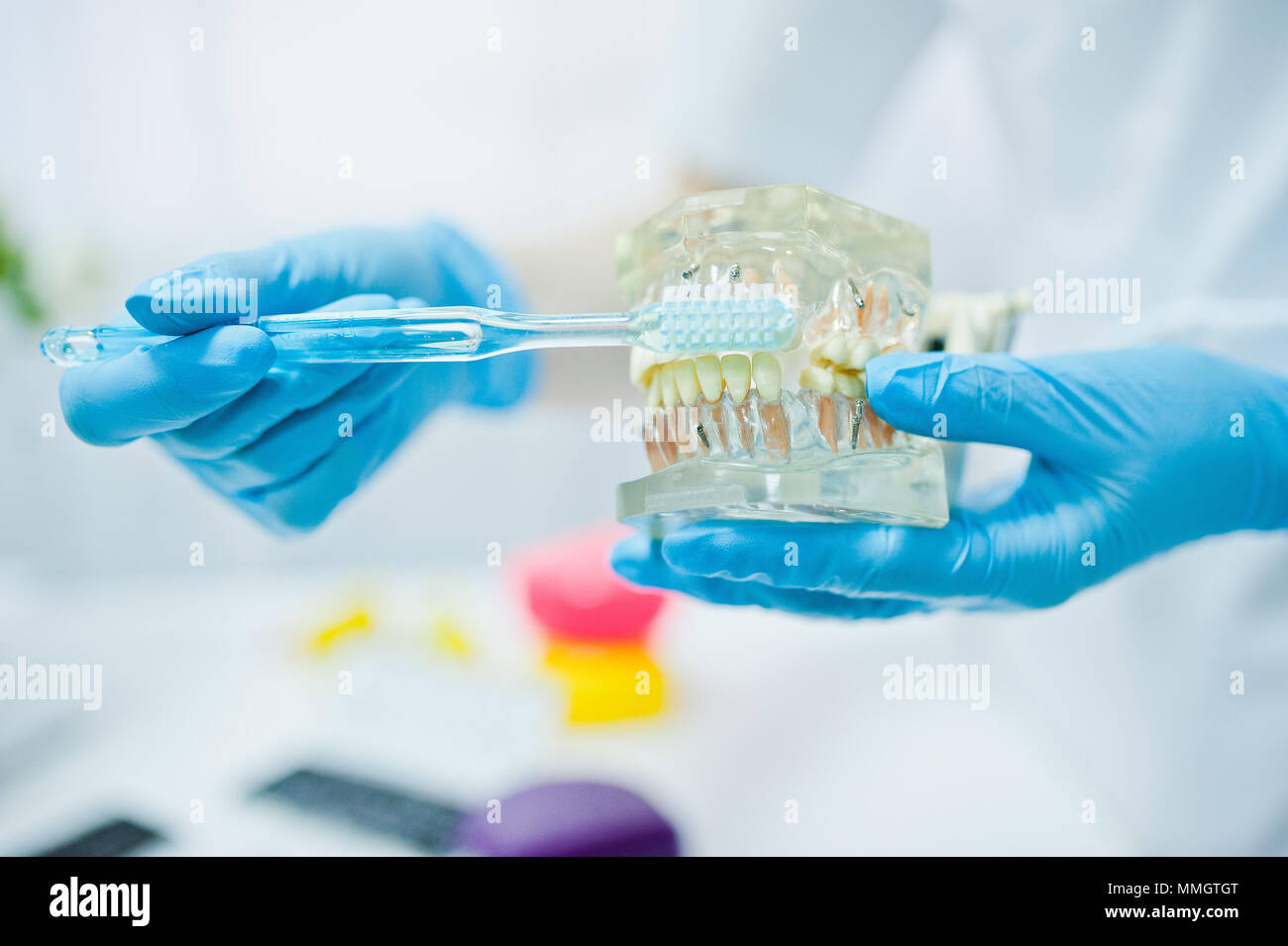 Tooth jaw at hands of dentist with toothbrush Stock Photo - Alamy
