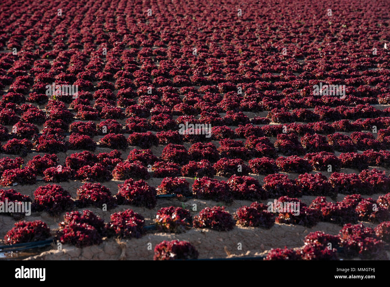 Growing salad to order hi-res stock photography and images - Alamy