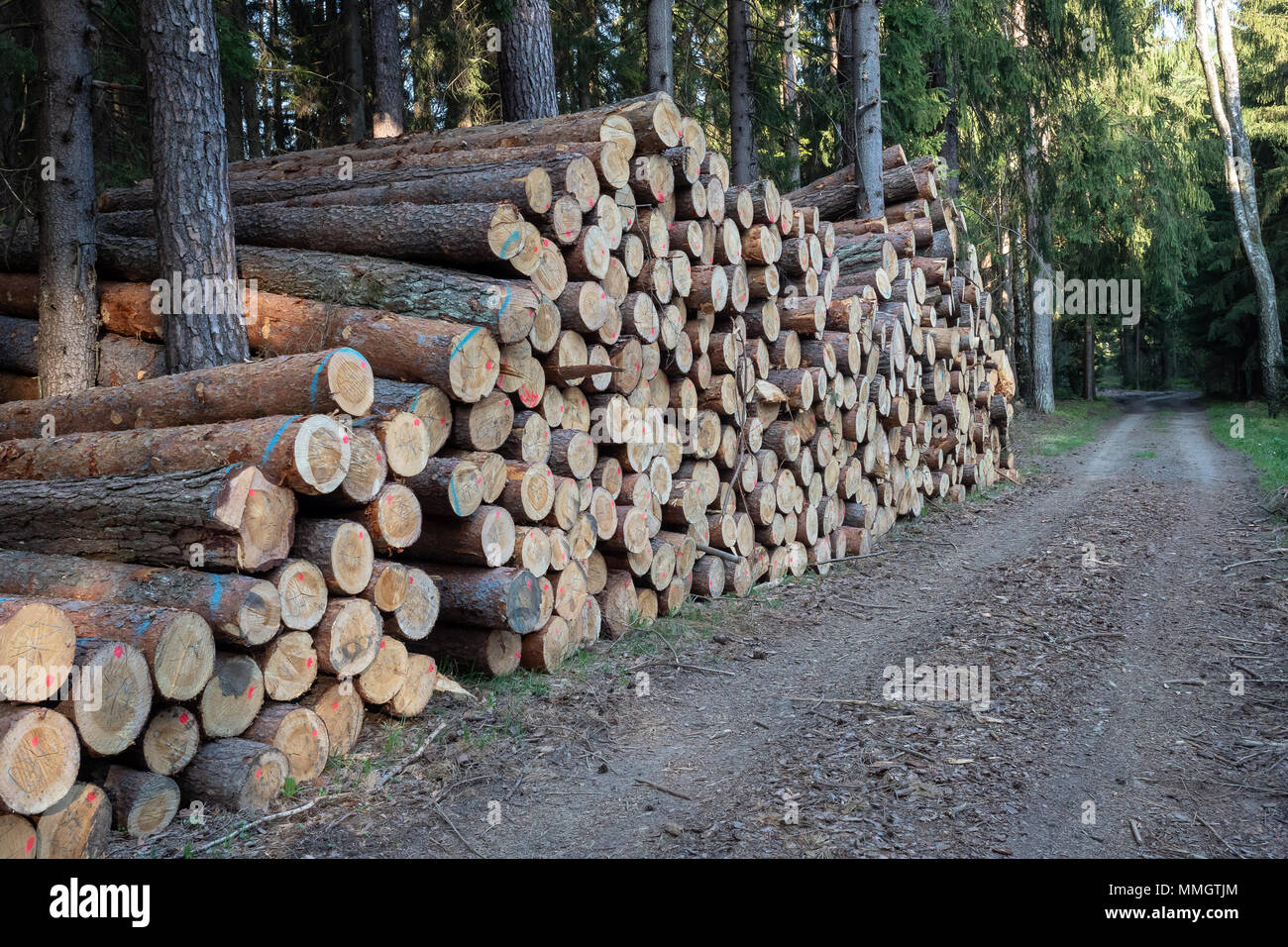 Huge stacks of cut trees hi-res stock photography and images - Alamy