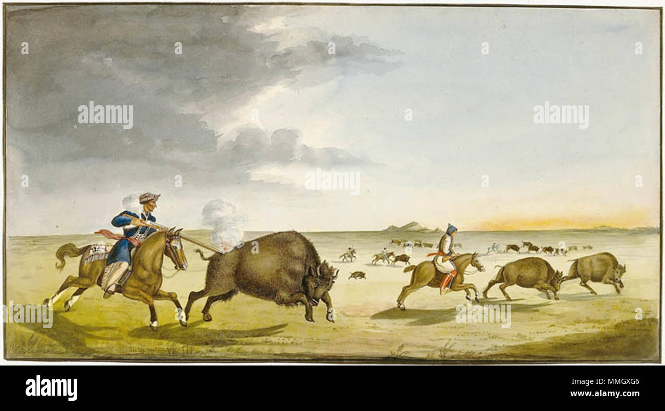 Chasse au bison hi-res stock photography and images - Alamy