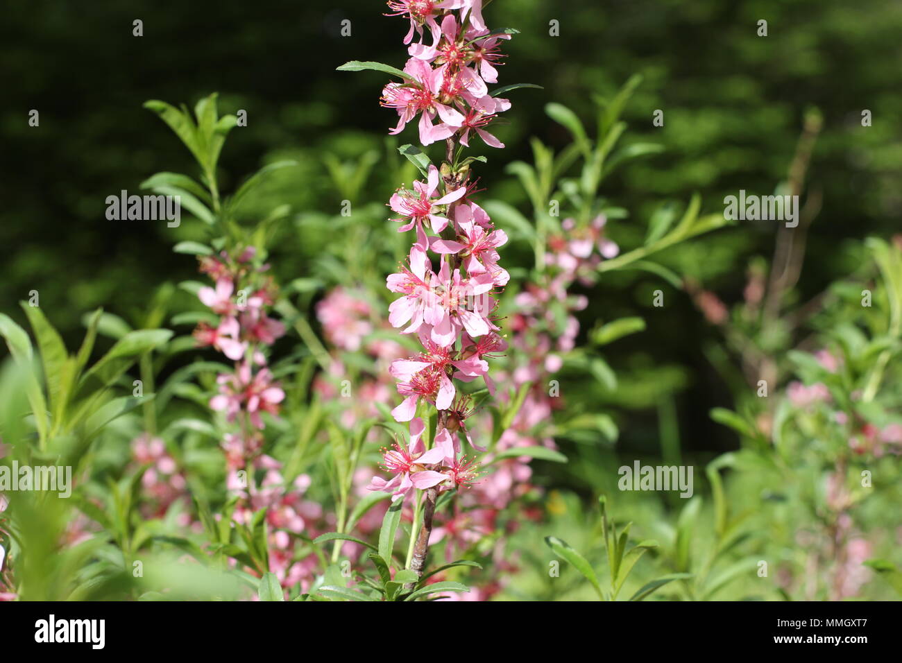 Pink flowers of wild dwarf Russian almond (Prunus tenella Stock Photo ...