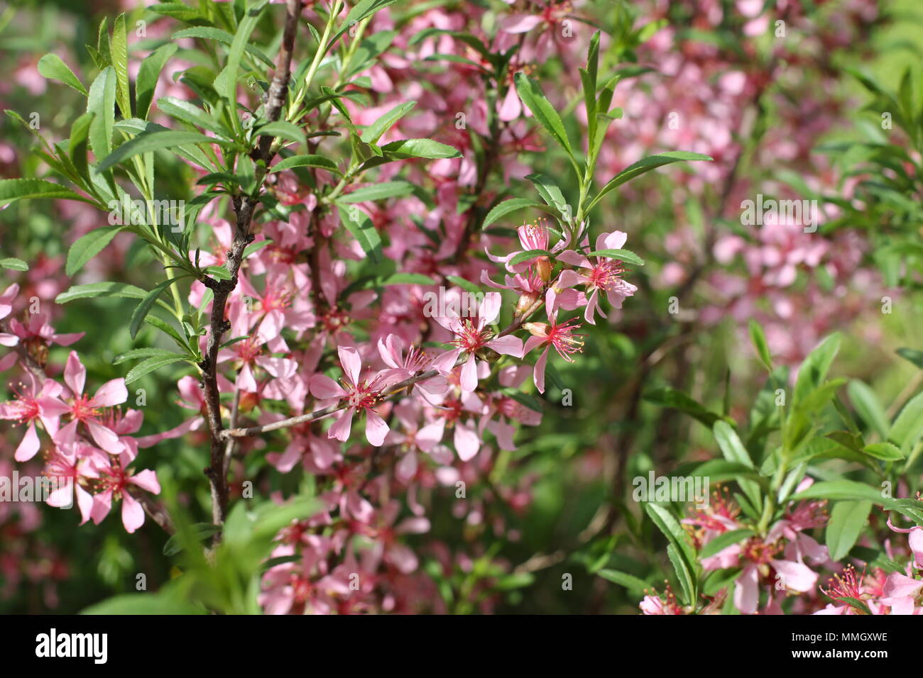Pink flowers of wild dwarf Russian almond (Prunus tenella Stock Photo ...