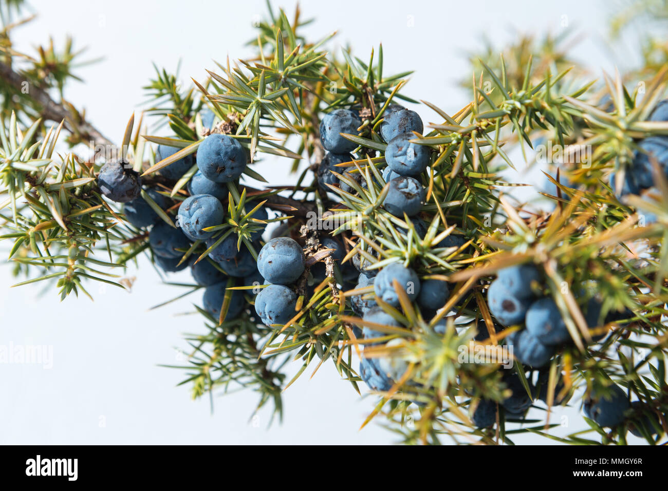 Juniperus communis isolated tree hi-res stock photography and images ...
