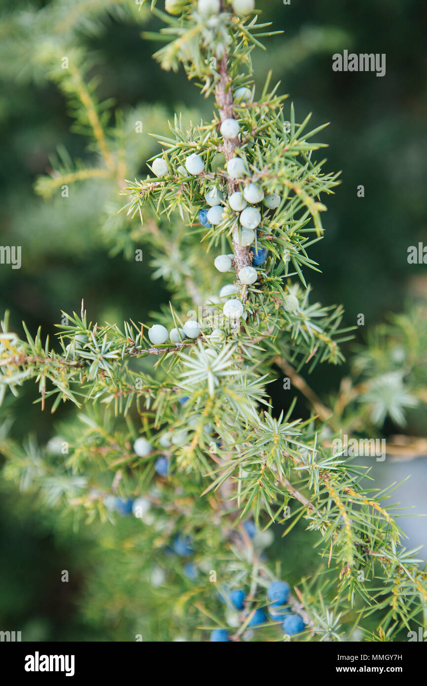 Juniperus communis isolated tree hi-res stock photography and images ...