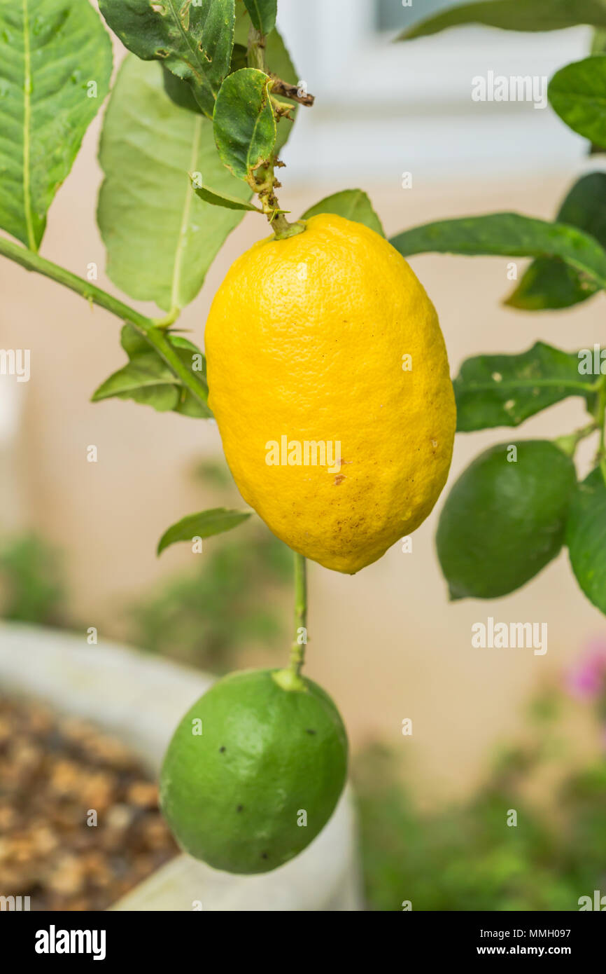 Hanging group lemons hi-res stock photography and images - Alamy