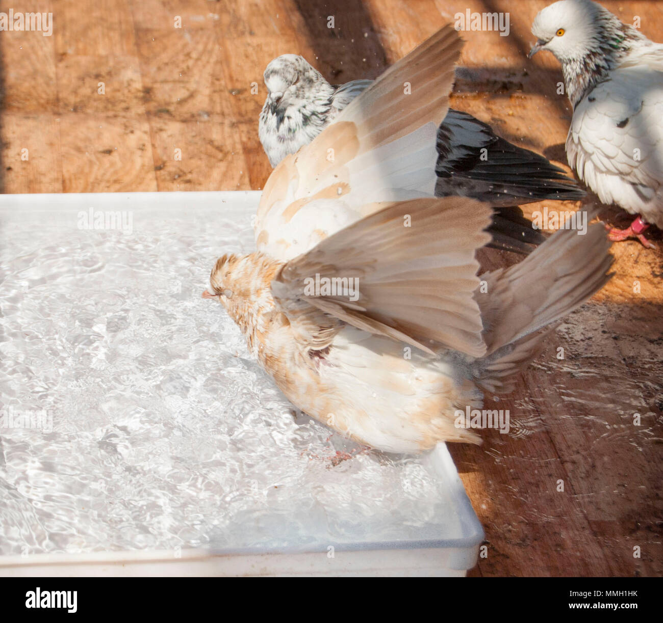 Purebred multicolored pigeons are bathed in a bath with water Stock ...
