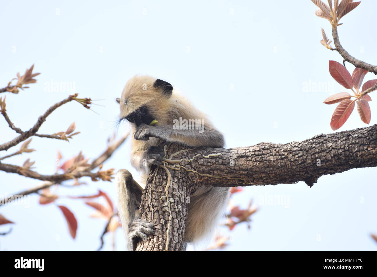 Curious monkey hi-res stock photography and images - Alamy