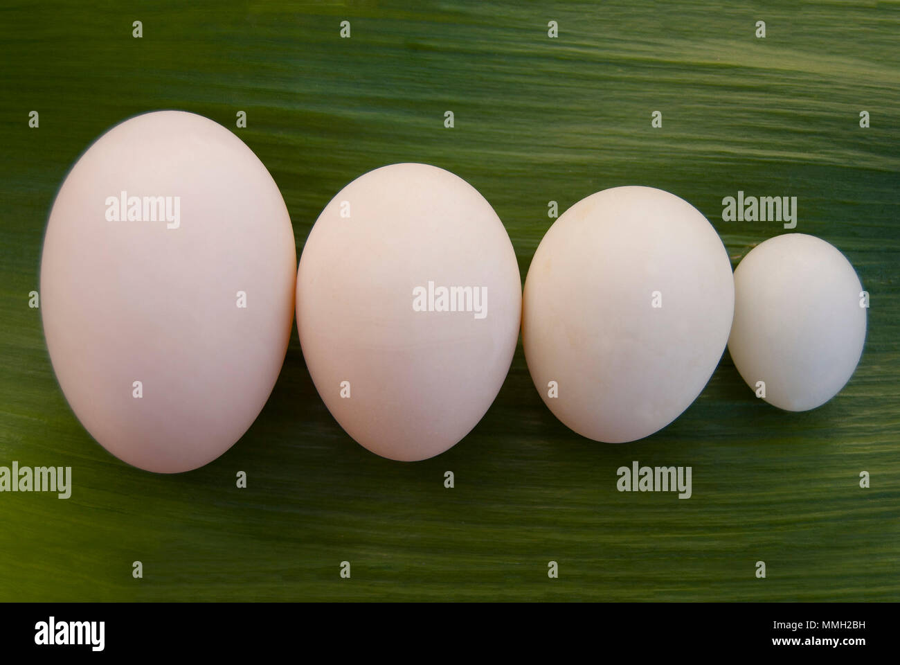 Eggs of different birds: goose, duck, chicken and pigeon lie in a row ...