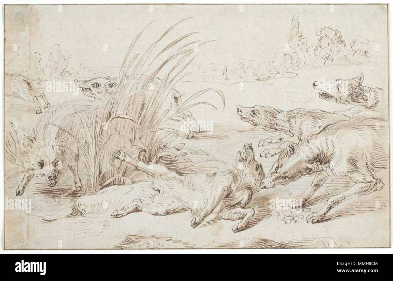 Hounds attacking boar hi-res stock photography and images - Alamy