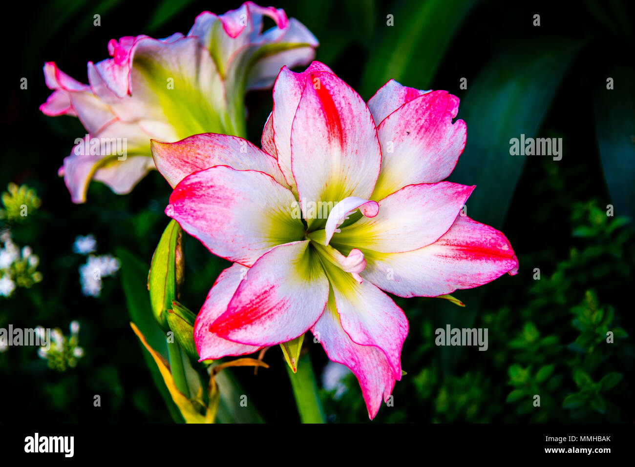 Botanical orchid garden hi-res stock photography and images - Alamy