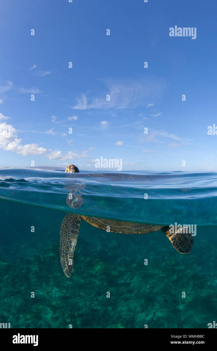 Above and below view of green sea turtle at Makena, Maui, Hawaii Stock ...