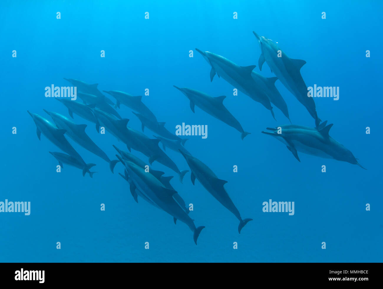 Spinner dolphins hi-res stock photography and images - Alamy