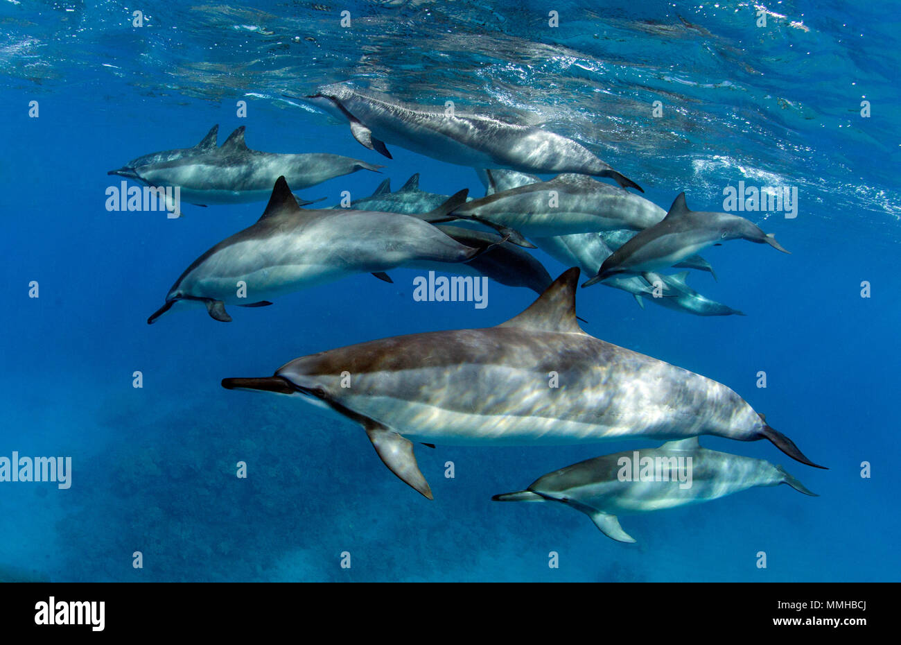 Spinner dolphins hi-res stock photography and images - Alamy
