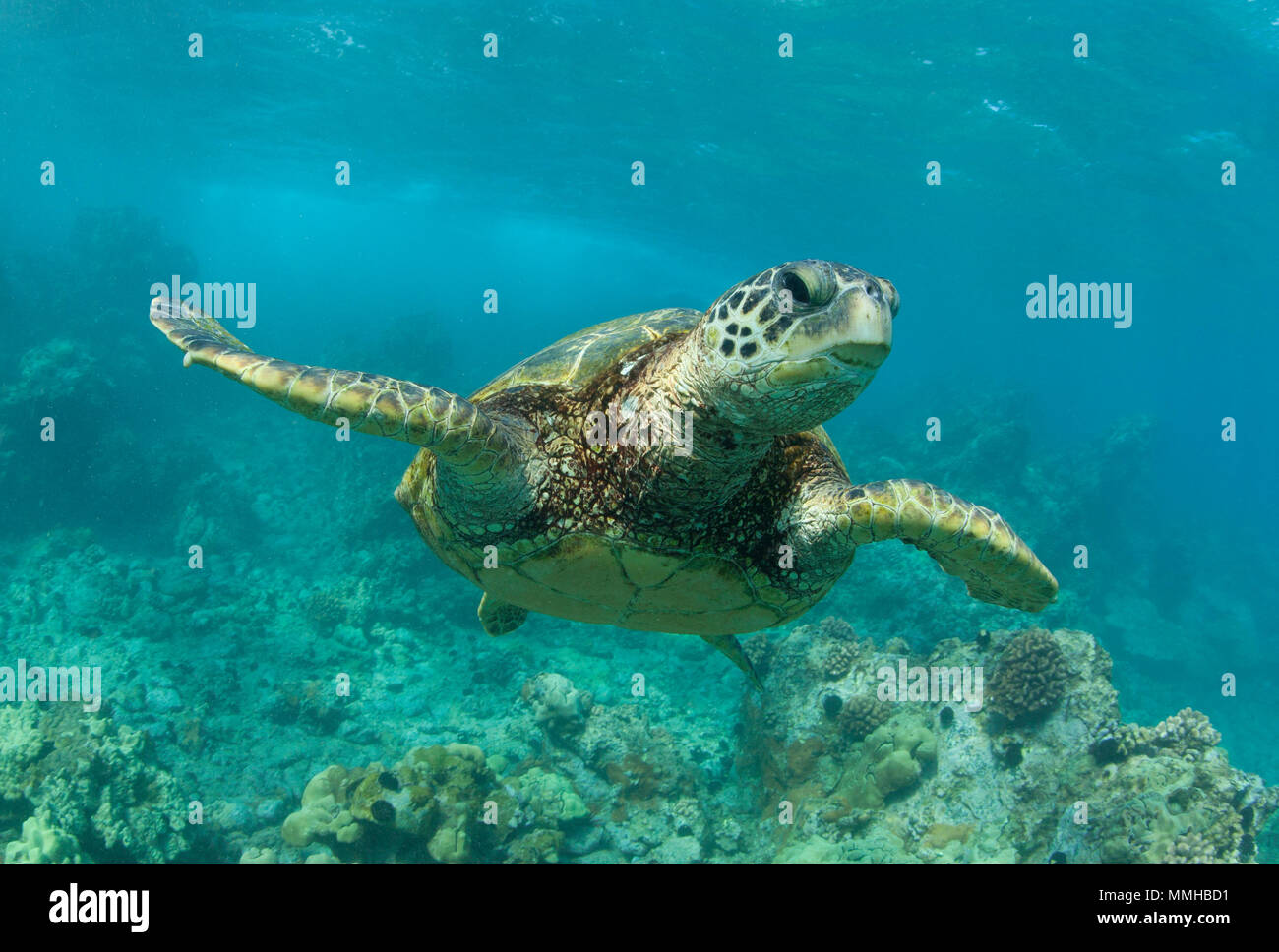 Green turtle hi-res stock photography and images - Alamy