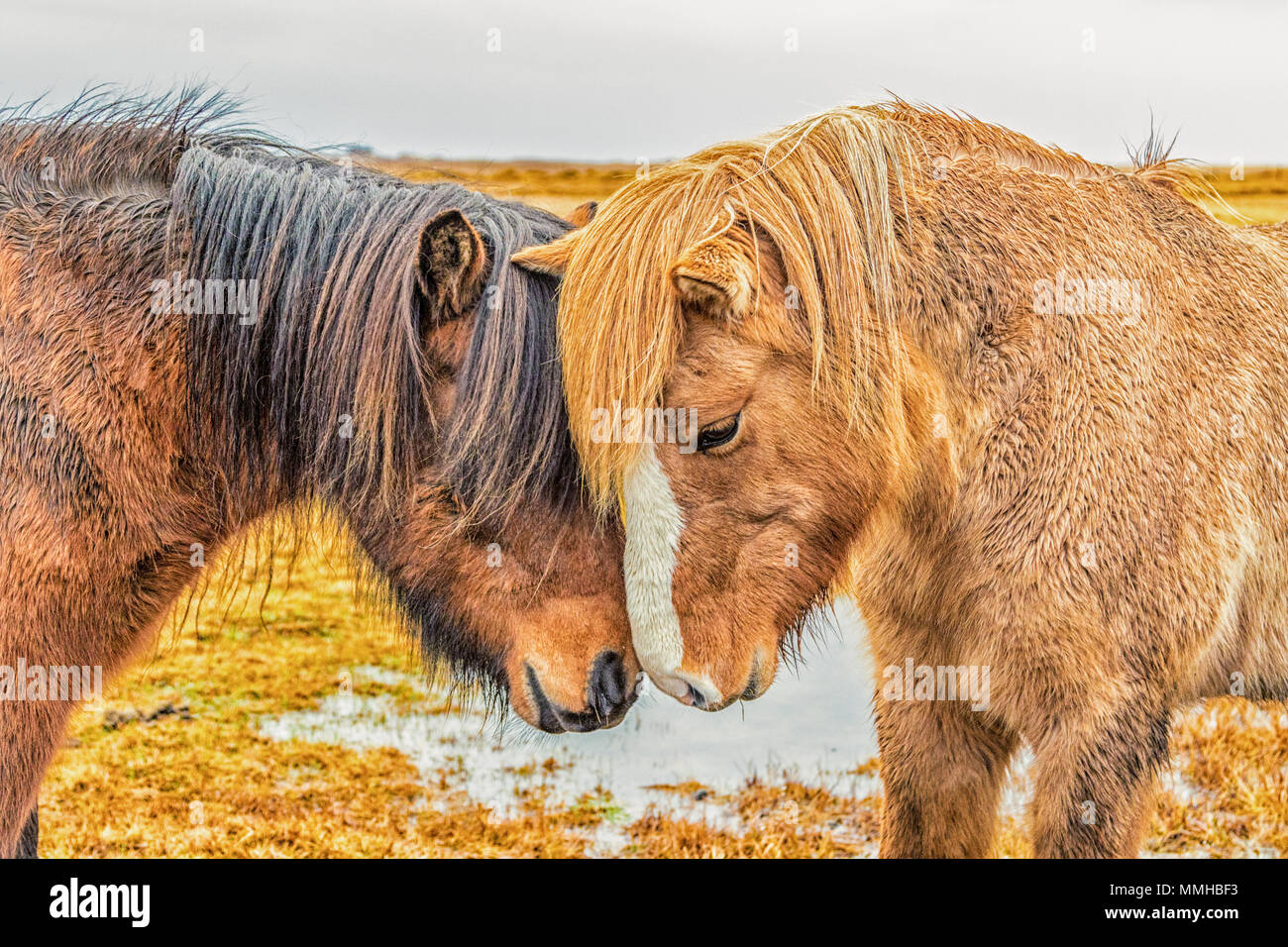 Horses nuzzling hi-res stock photography and images - Alamy