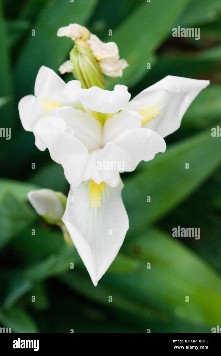 Family of the iris plants iridaceae hi-res stock photography and images ...