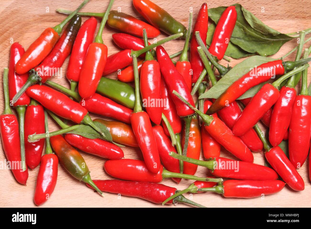 Chilli plantation hi-res stock photography and images - Alamy