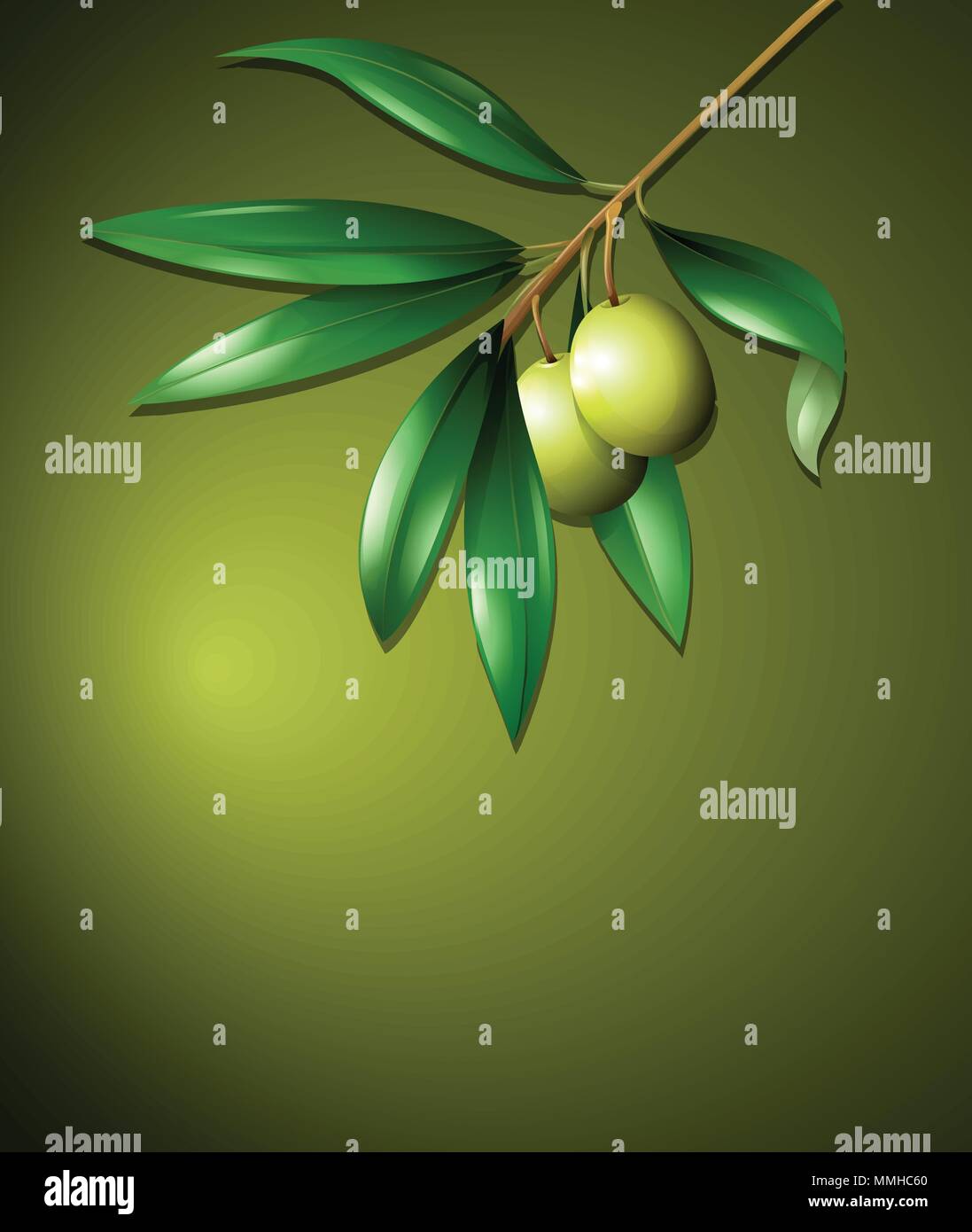 Olive tree Stock Vector Images - Alamy