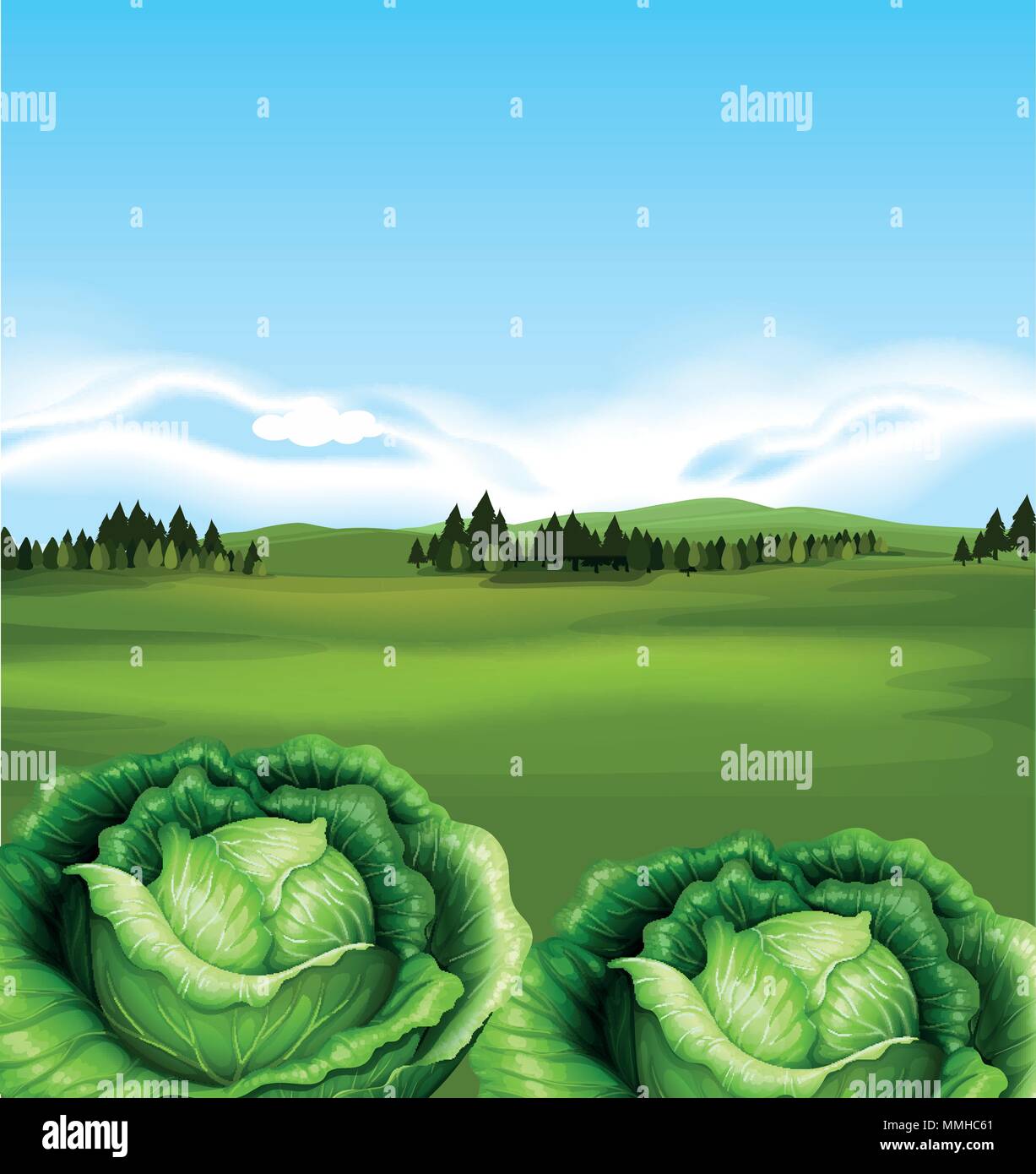 Organic Cabbage with Beautiful Scenery illustration Stock Vector Image ...