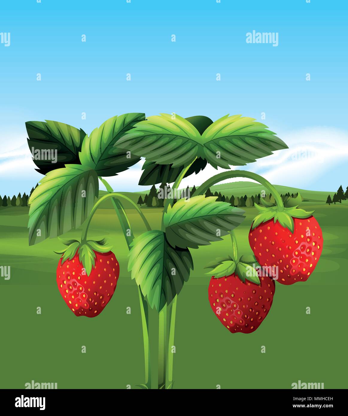 Organic Strawberry with Farm View illustration Stock Vector Image & Art ...