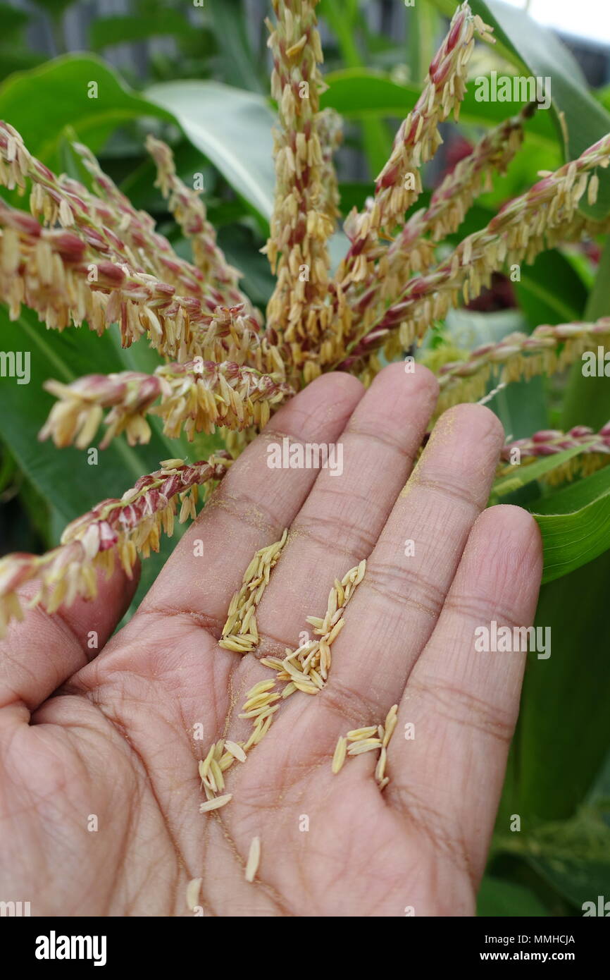 Corn flowers hi-res stock photography and images - Alamy