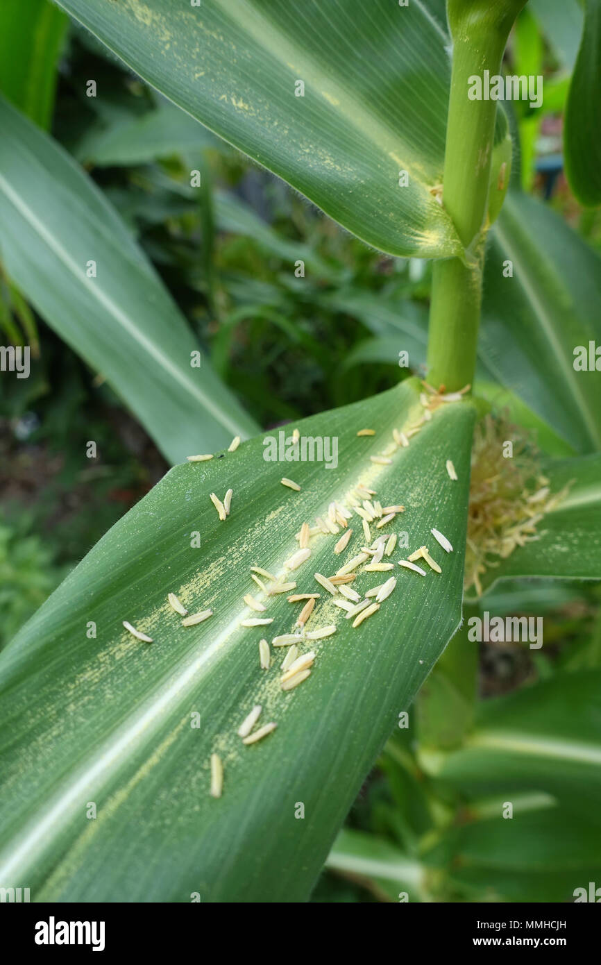 Close up Glass Gem Corn Maize flowers with pollen on a leaf Stock Photo ...