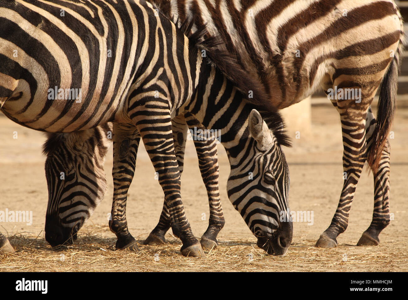 Zebra symmetry hi-res stock photography and images - Alamy