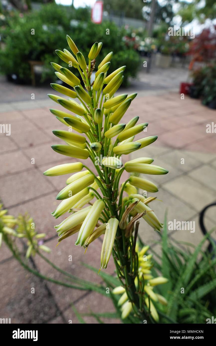 Aloe aloe arborescens hi-res stock photography and images - Alamy