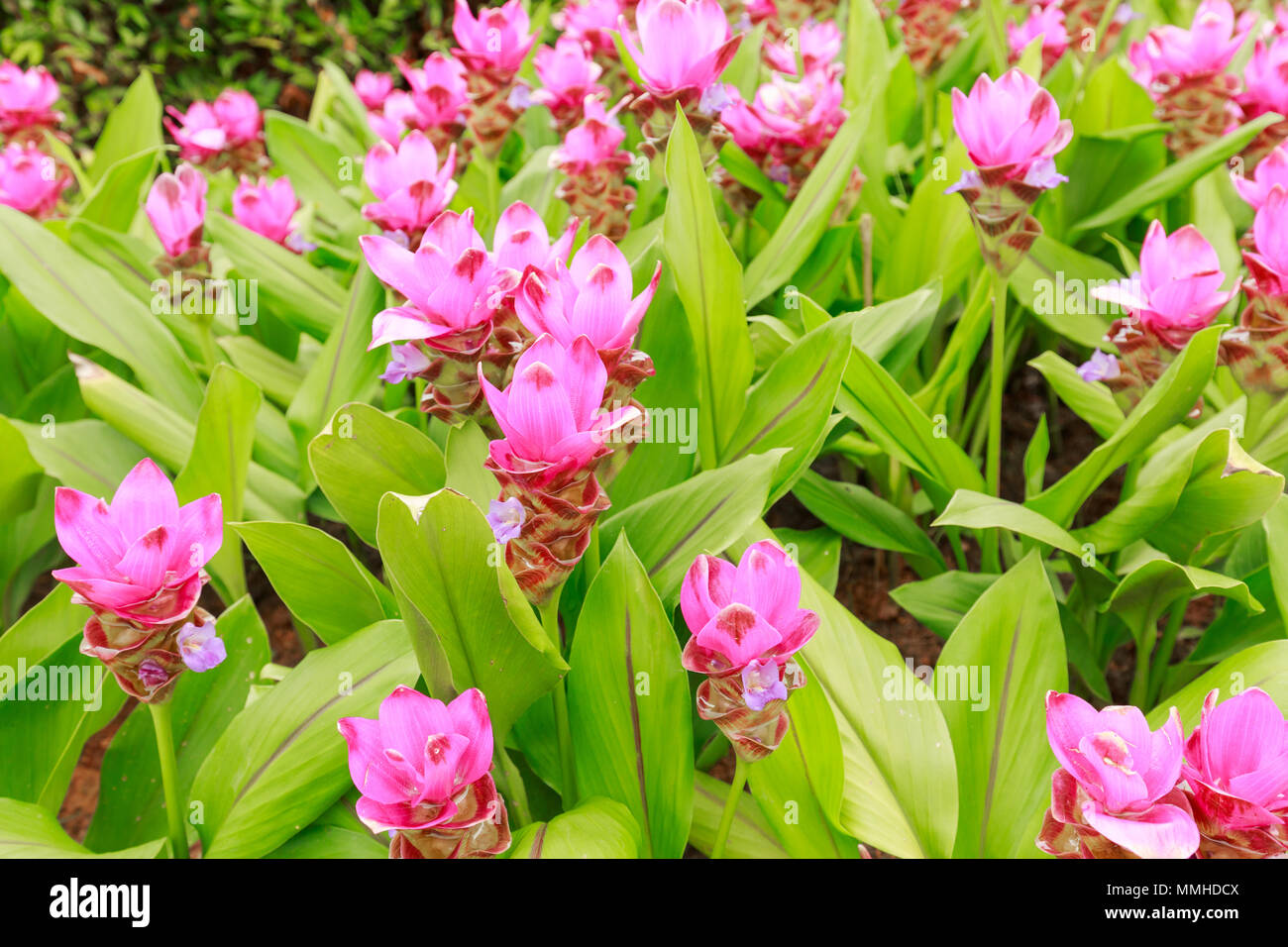 Krachai flower, siam tulip flower on green background in the garden ...