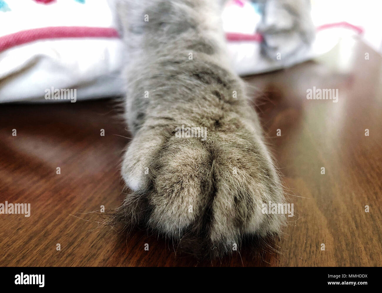 closeup paw of a grey tabby cat Stock Photo - Alamy