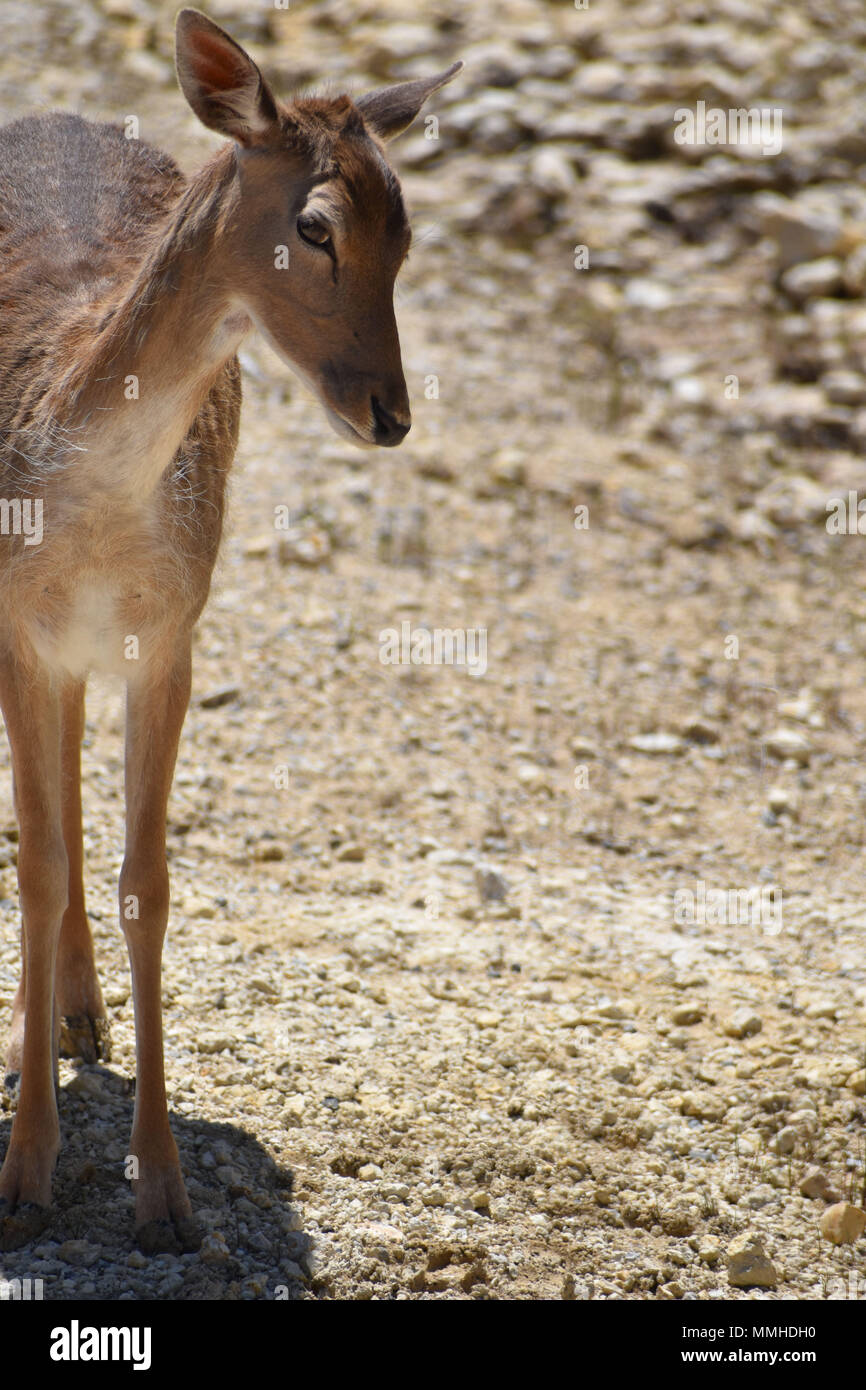 Save the deer hi-res stock photography and images - Alamy