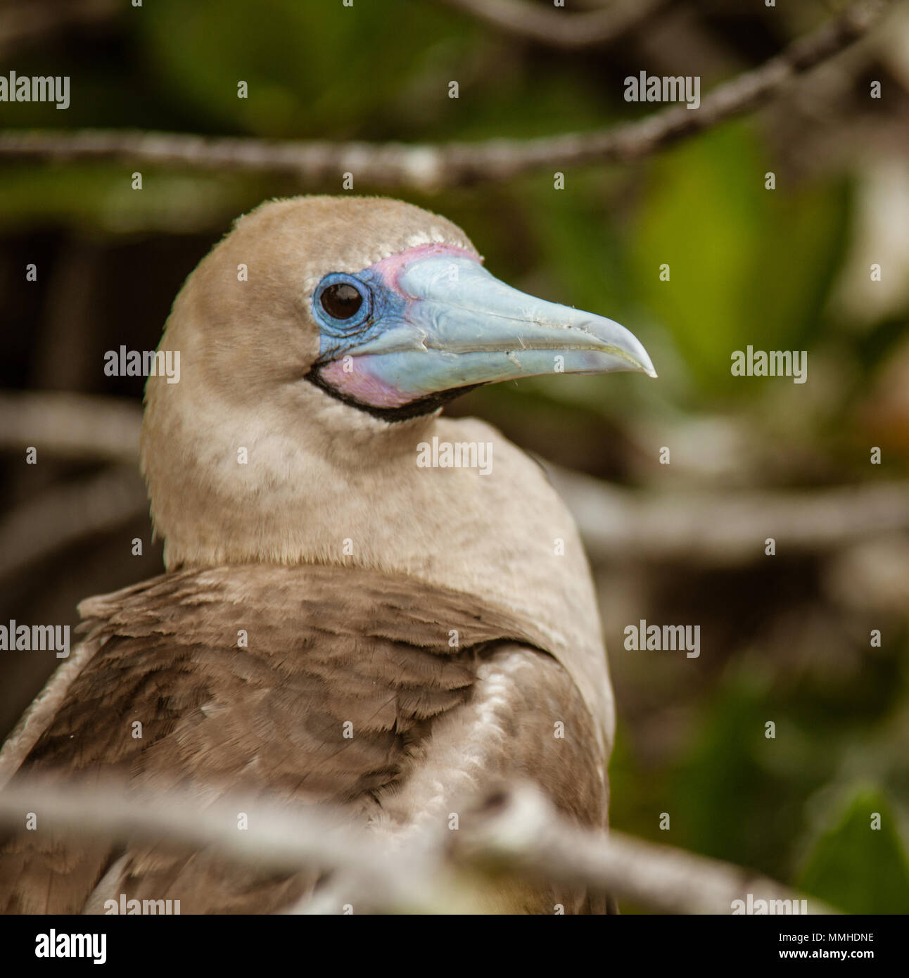 Close up of Red Footed Booby, on Isla San Cristobal, Galapagos Islands, Ecuador Stock Photo - Alamy