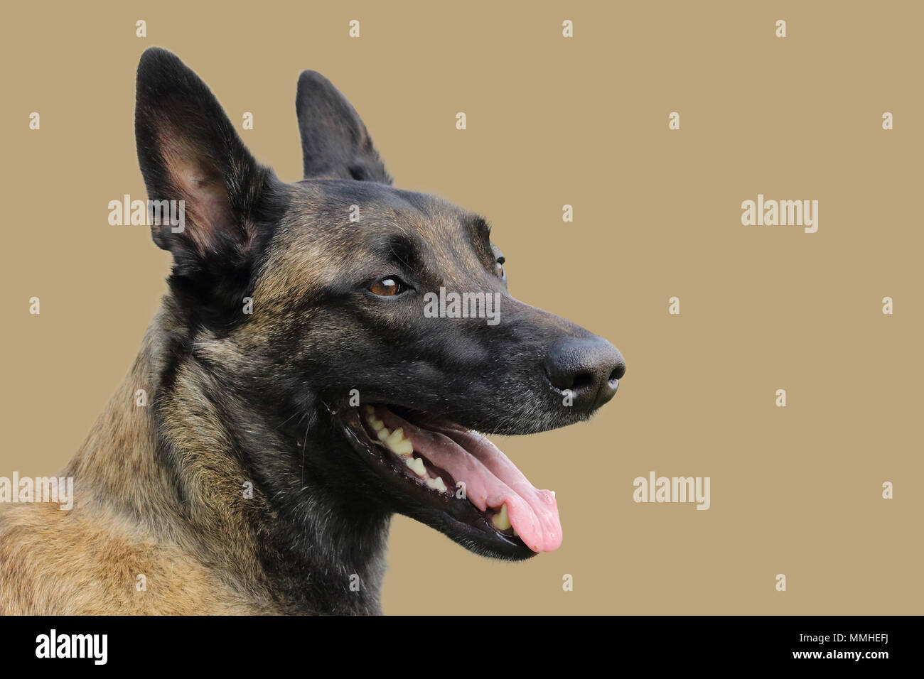 face of a Malinois Belgian Shepherd dog attentive to orders with a ...