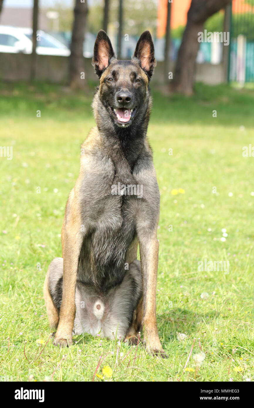Malinois Belgian Shepherd dog in seated sitting at the watchful eye and ...